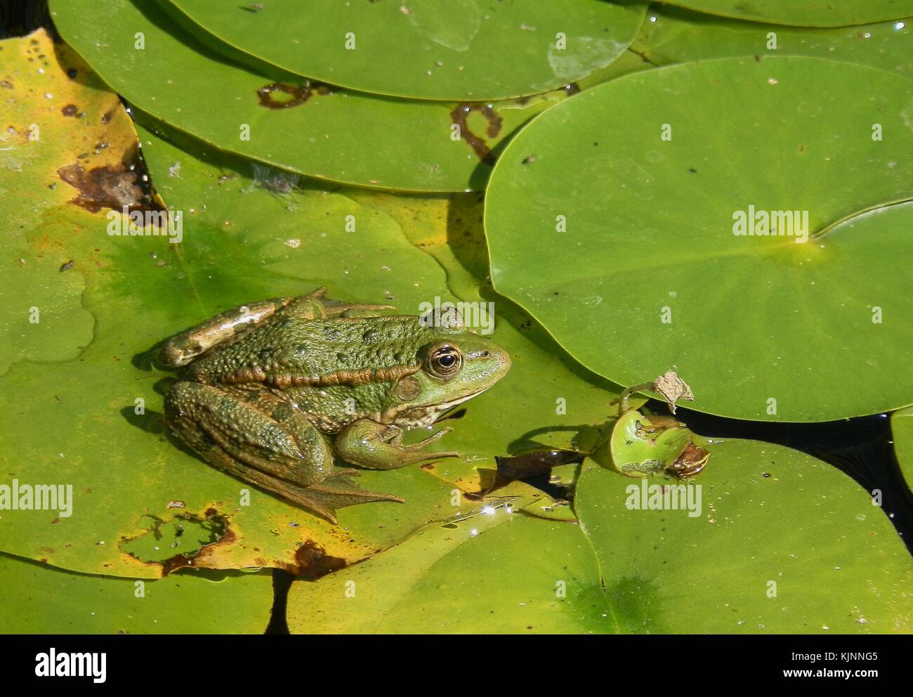 Frog of Rana sp.on water lily leaves Stock Photo - Alamy