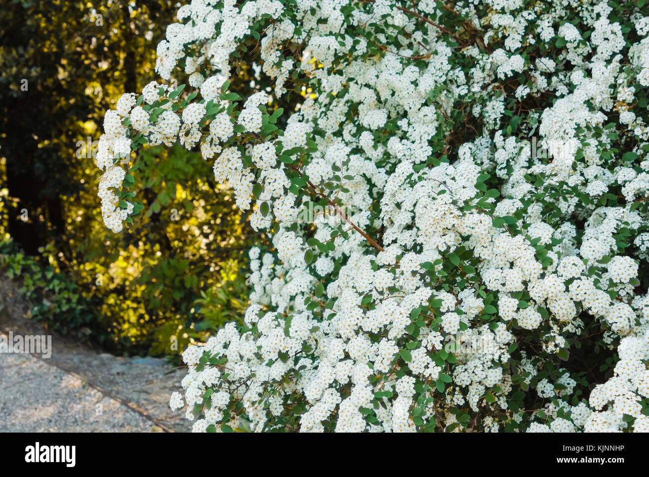 a branch of the spirea emerges out its hedge and forms an arc /an arc ...