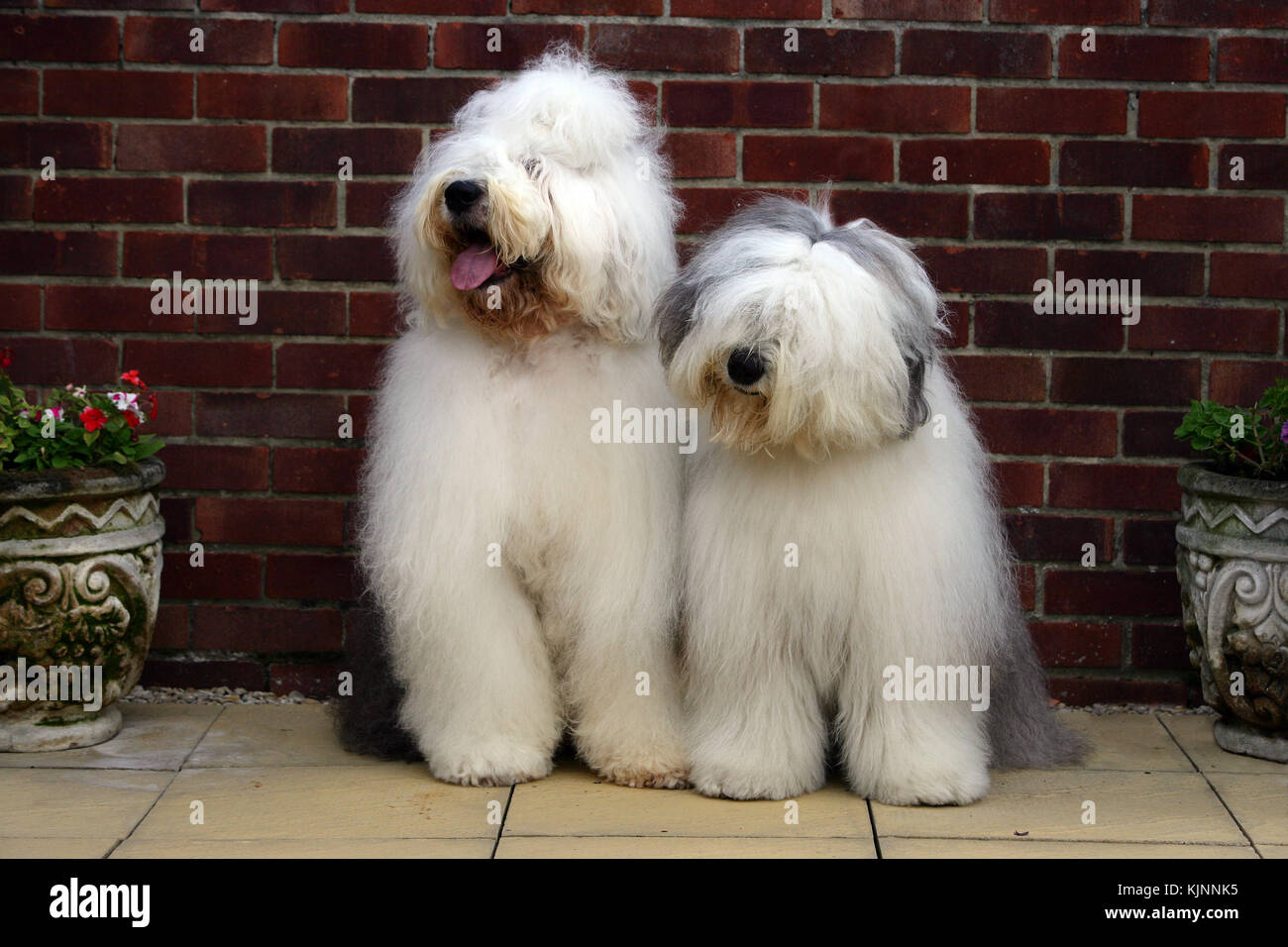 Old english sheepdog sitting hi-res stock photography and images - Alamy