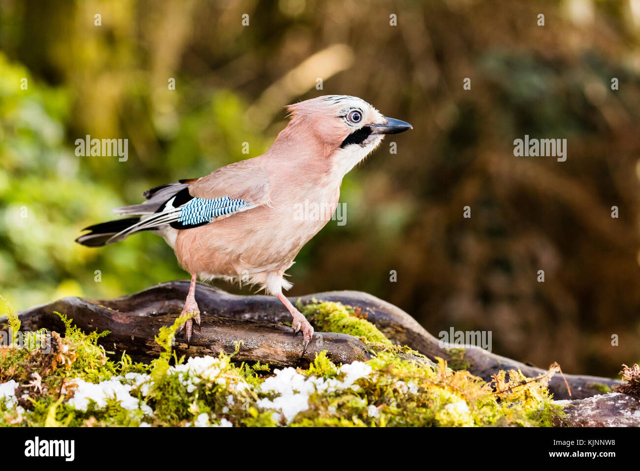 A jay foraging for acorns in late autumn in the UK Stock Photo - Alamy