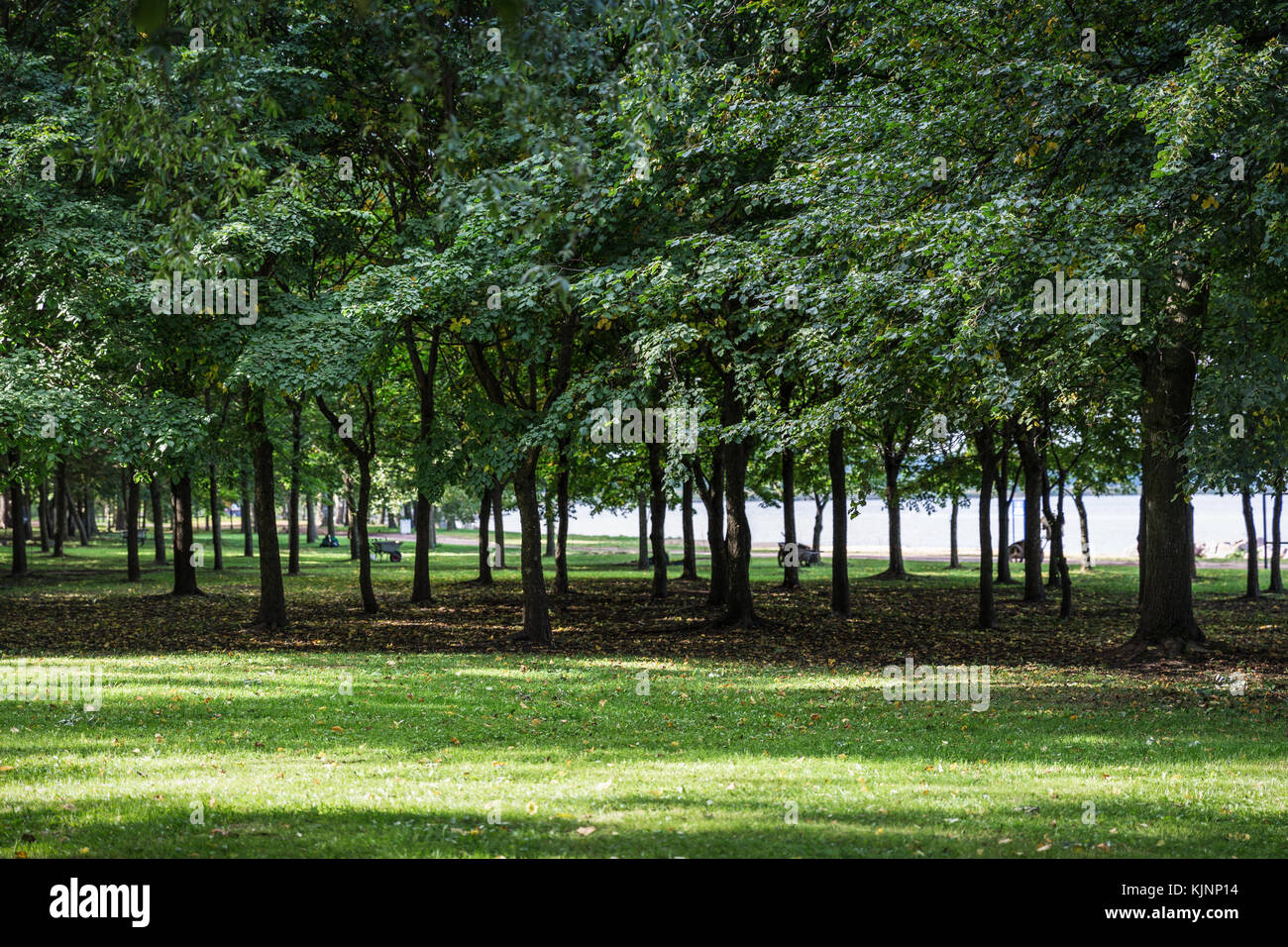 Environment of public parkland surrounded by green tree and covered by ...