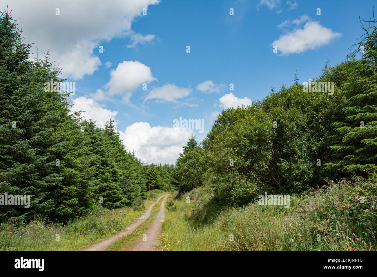Path sunny summer forest nature hi-res stock photography and images - Alamy
