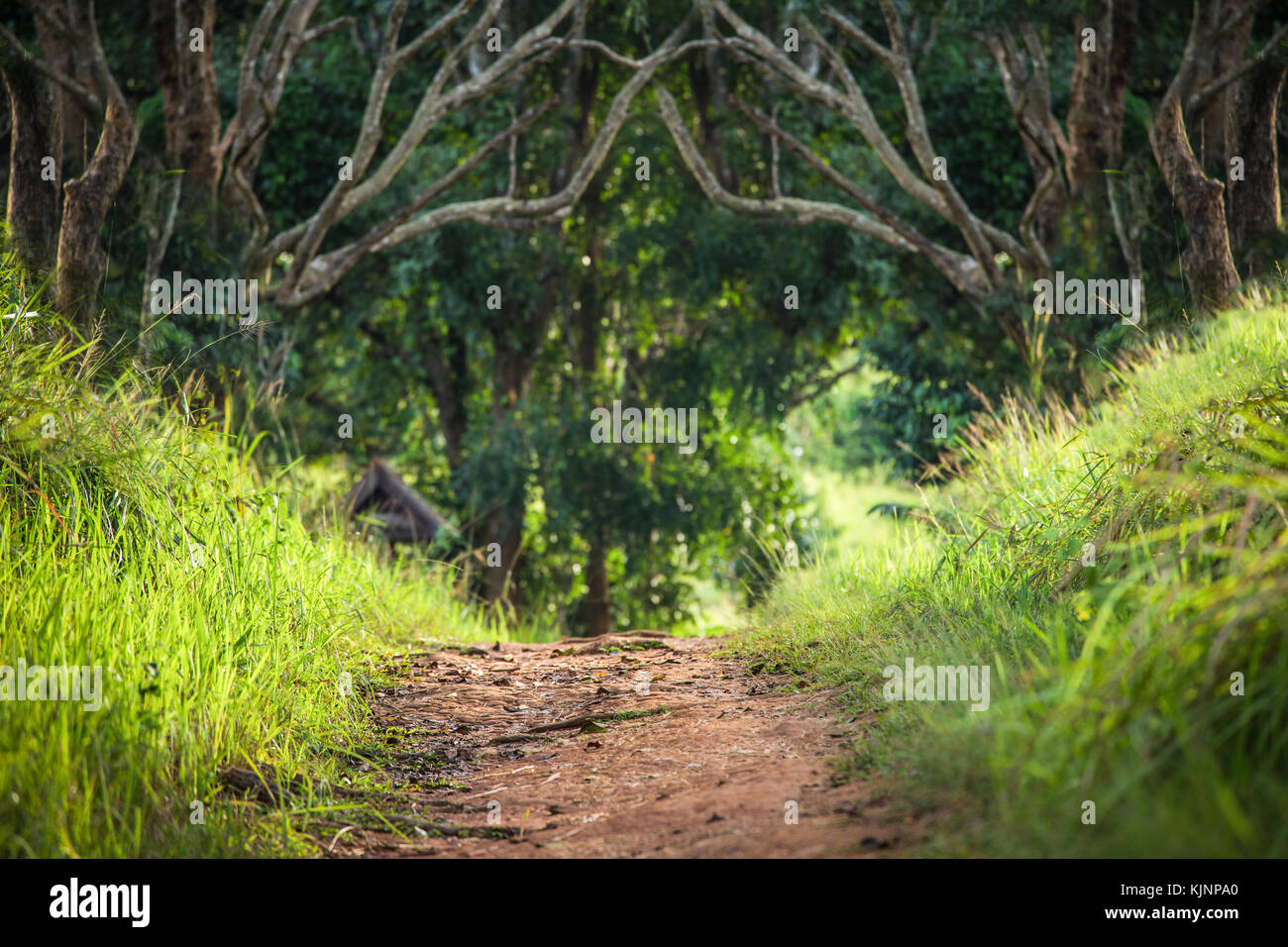 Slope on walkway inside tropical forest surrounded by green tree and ...