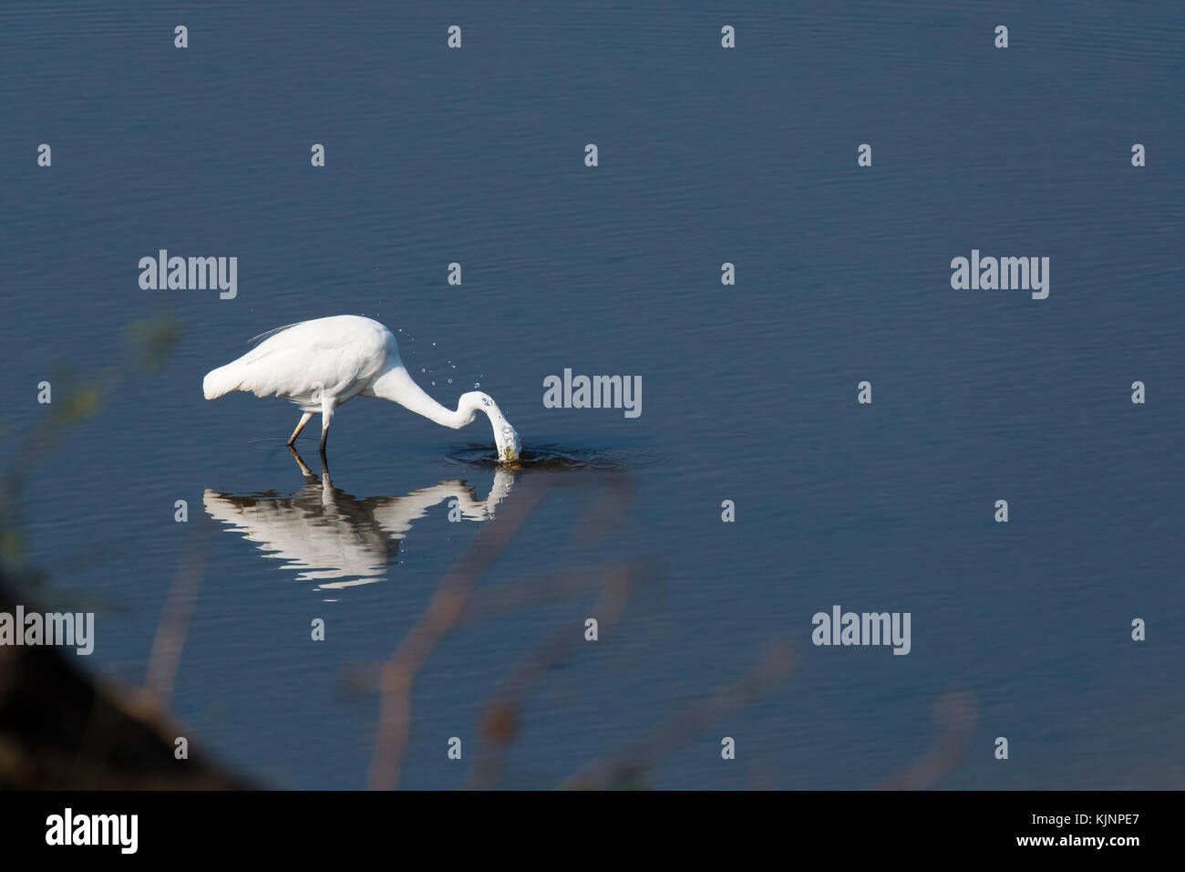 Great Egret looking intently into water of Pench river inside Pench ...