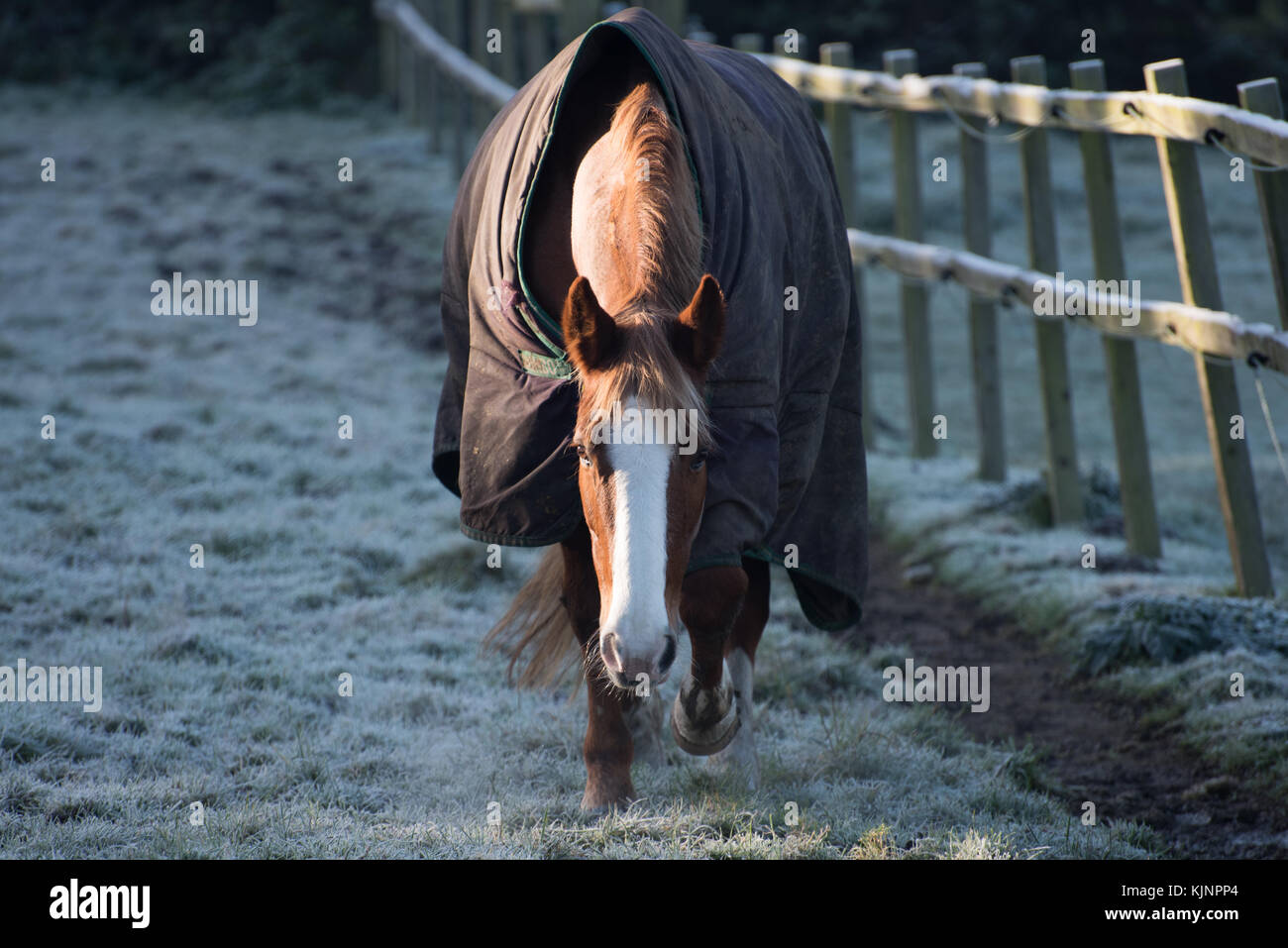 Welsh Chestnut Cob Horse on Frosty Morning Stock Photo - Alamy