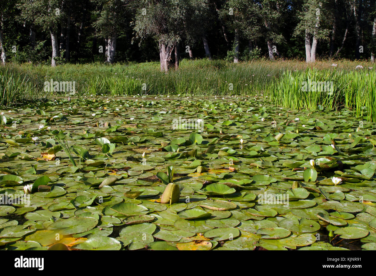 Dense thickets hi-res stock photography and images - Alamy