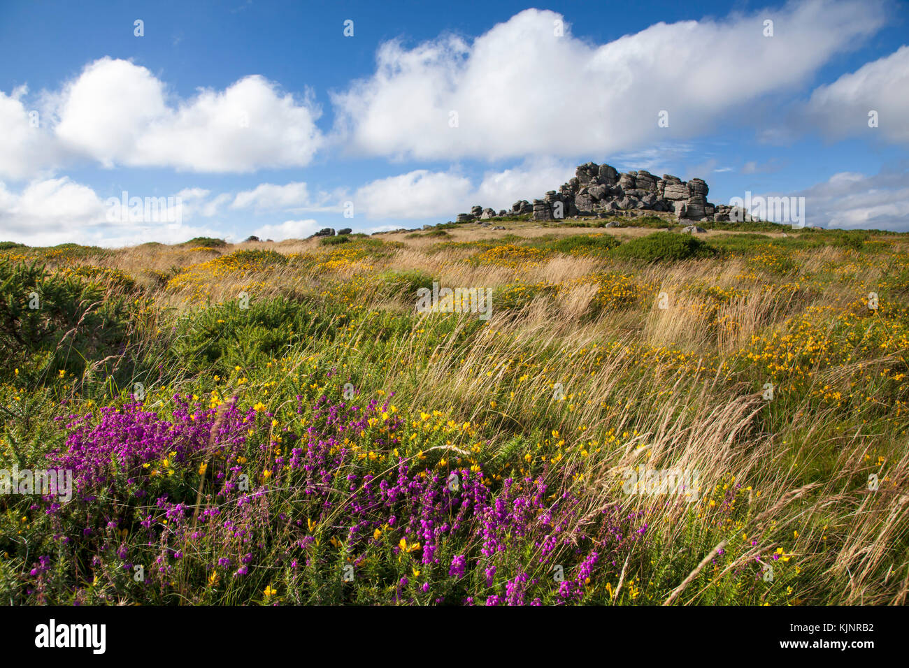 Hound Tor Dartmoor national park Devon Stock Photo - Alamy