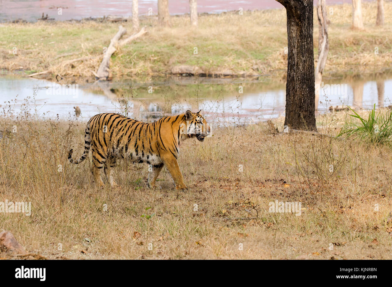 Bengal tiger adult tigress natural hi-res stock photography and images ...