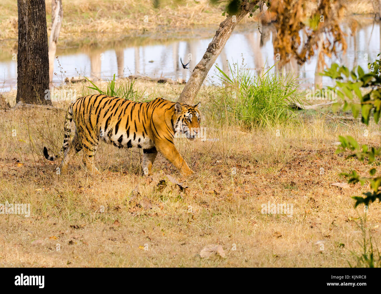 Male Tiger High Resolution Stock Photography and Images - Alamy