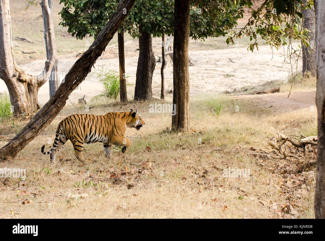 Bengal tiger adult tigress natural hi-res stock photography and images ...