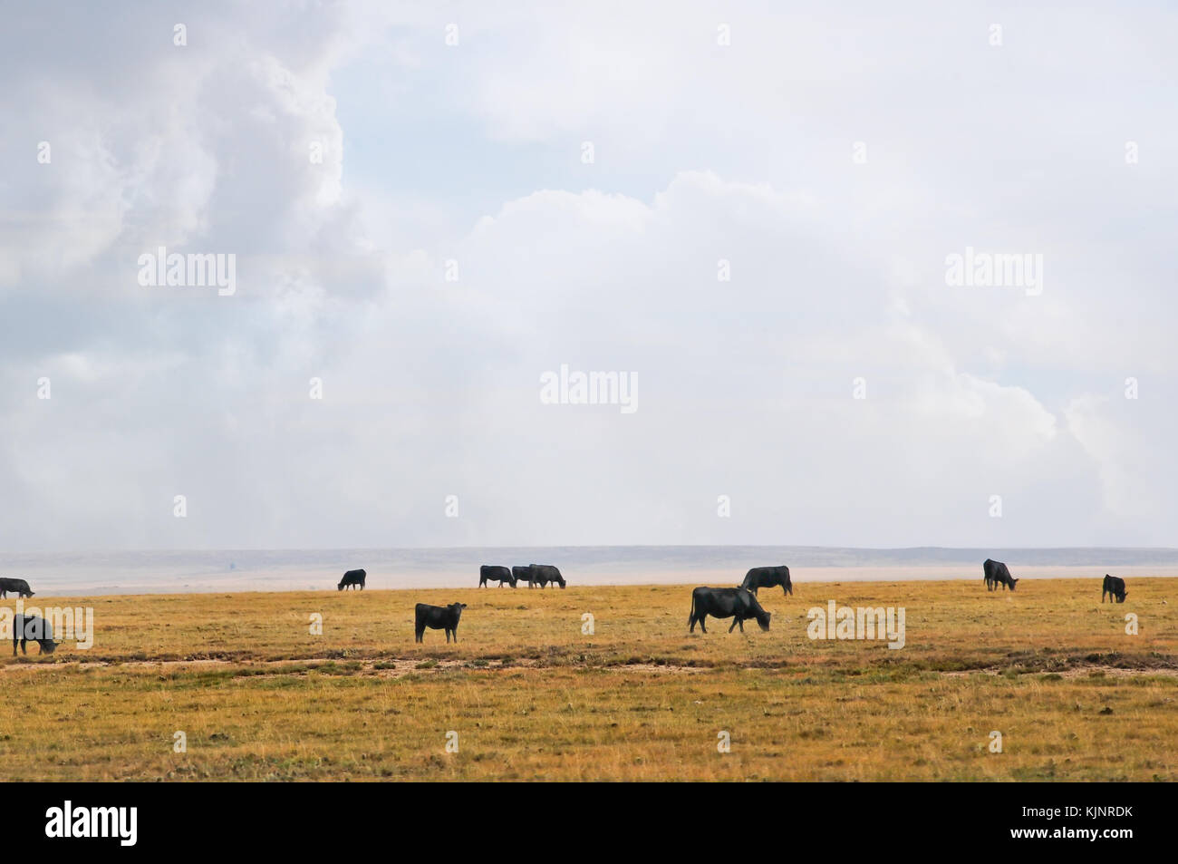 Cattle grazing on open range in eastern Colorado, USA under a large ...