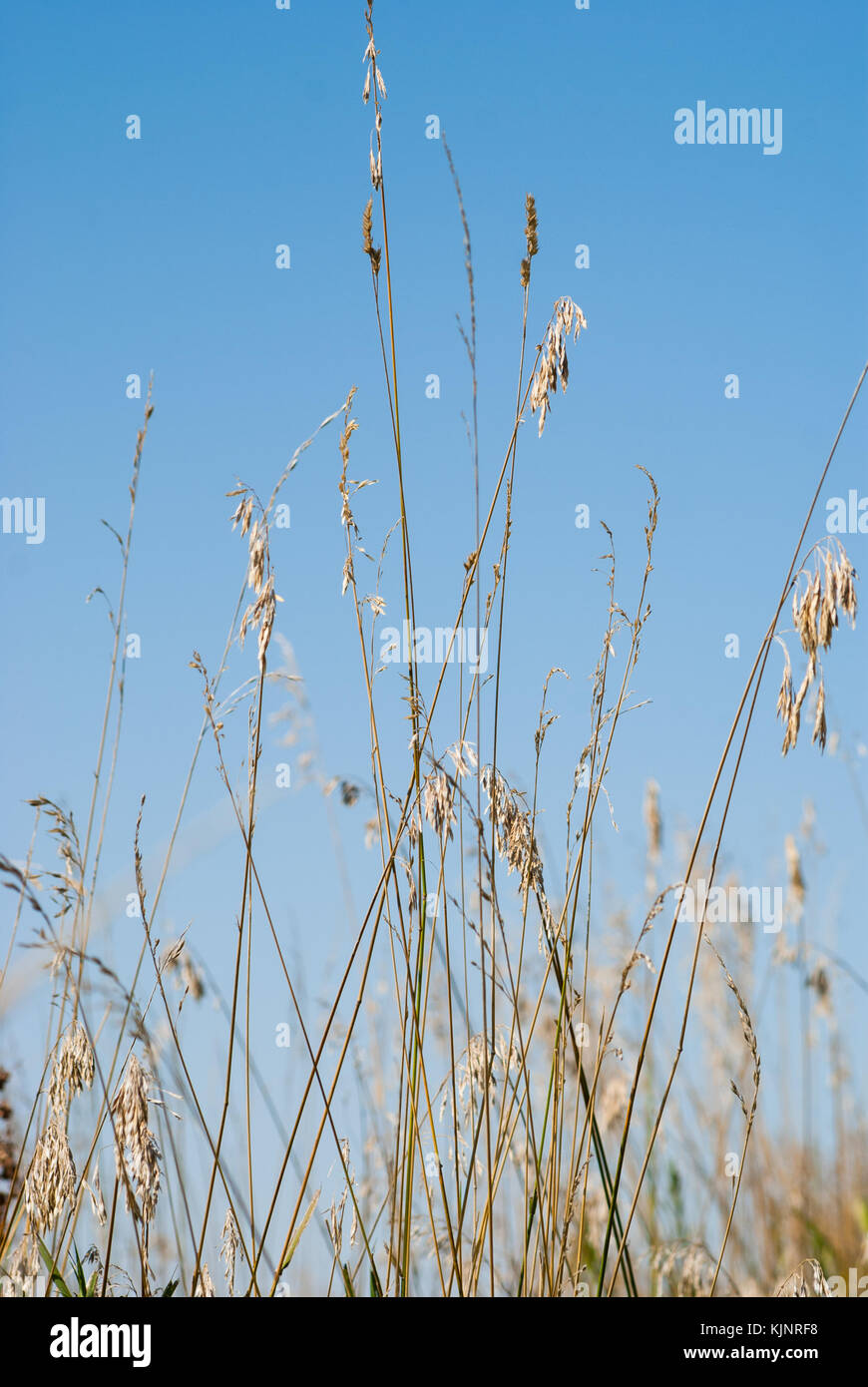 Close up of wild grass with seeds ready to fall and spread Stock Photo ...