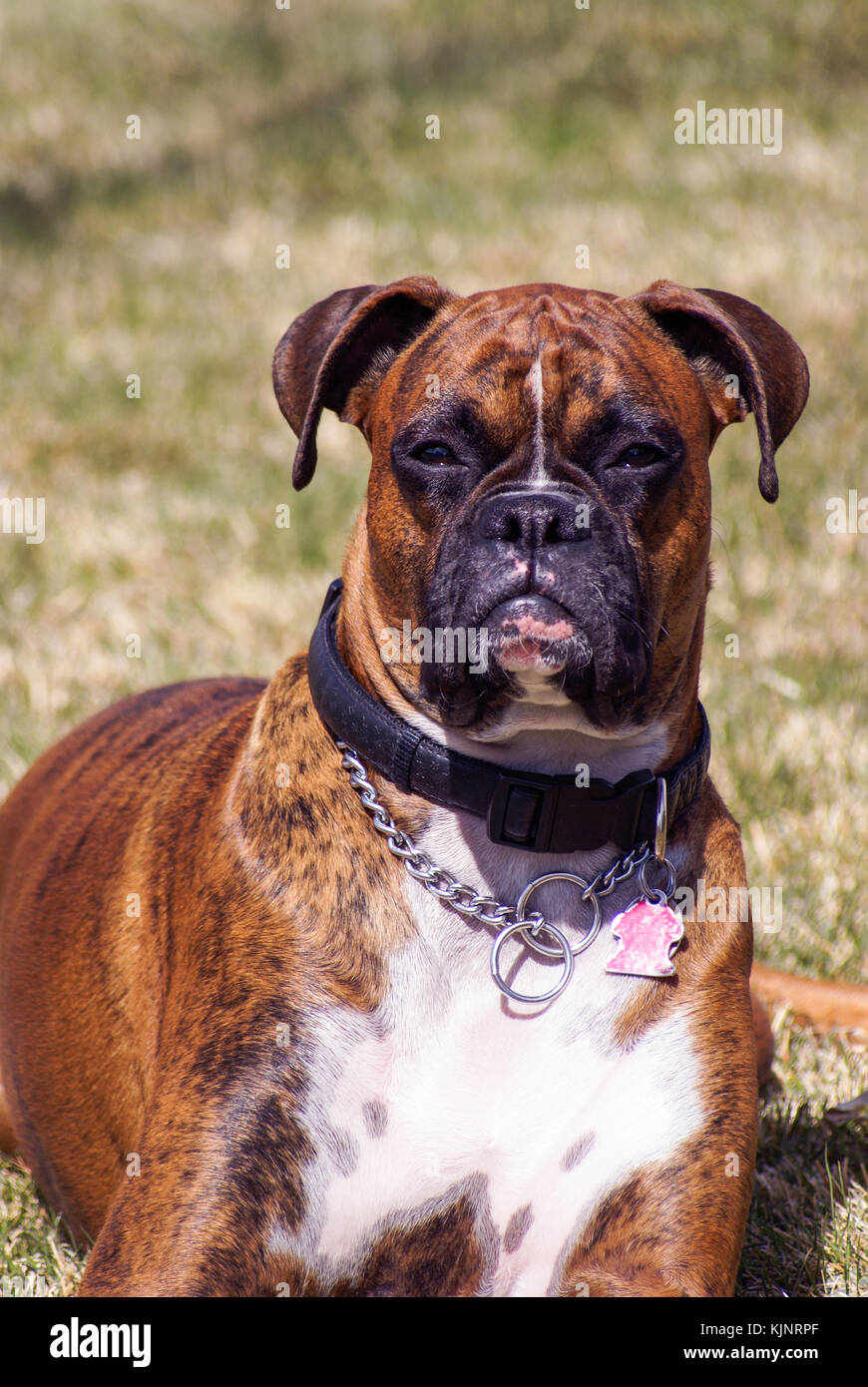 Pedigreed Boxer injoying the warm sun in the backyard Stock Photo - Alamy