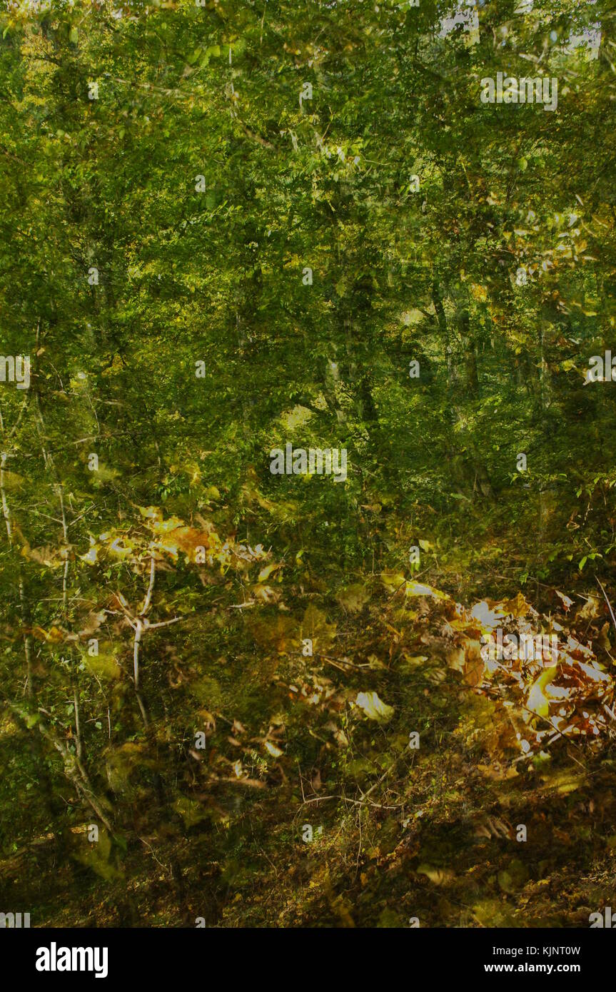 Natural Forest out of Beech Trees Stock Photo - Alamy