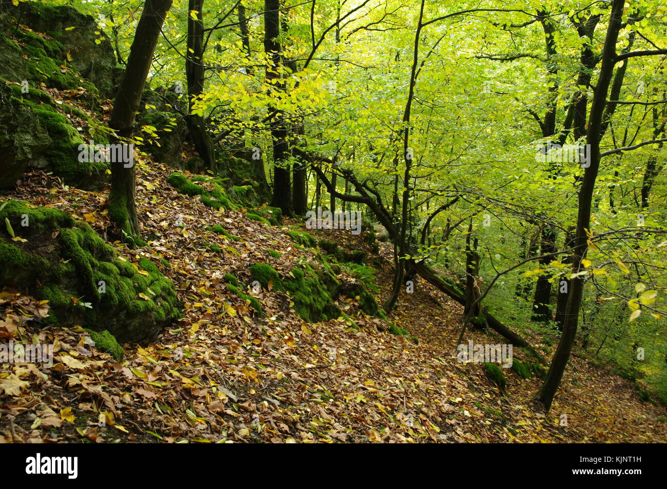 Natural Forest out of Beech Trees Stock Photo - Alamy