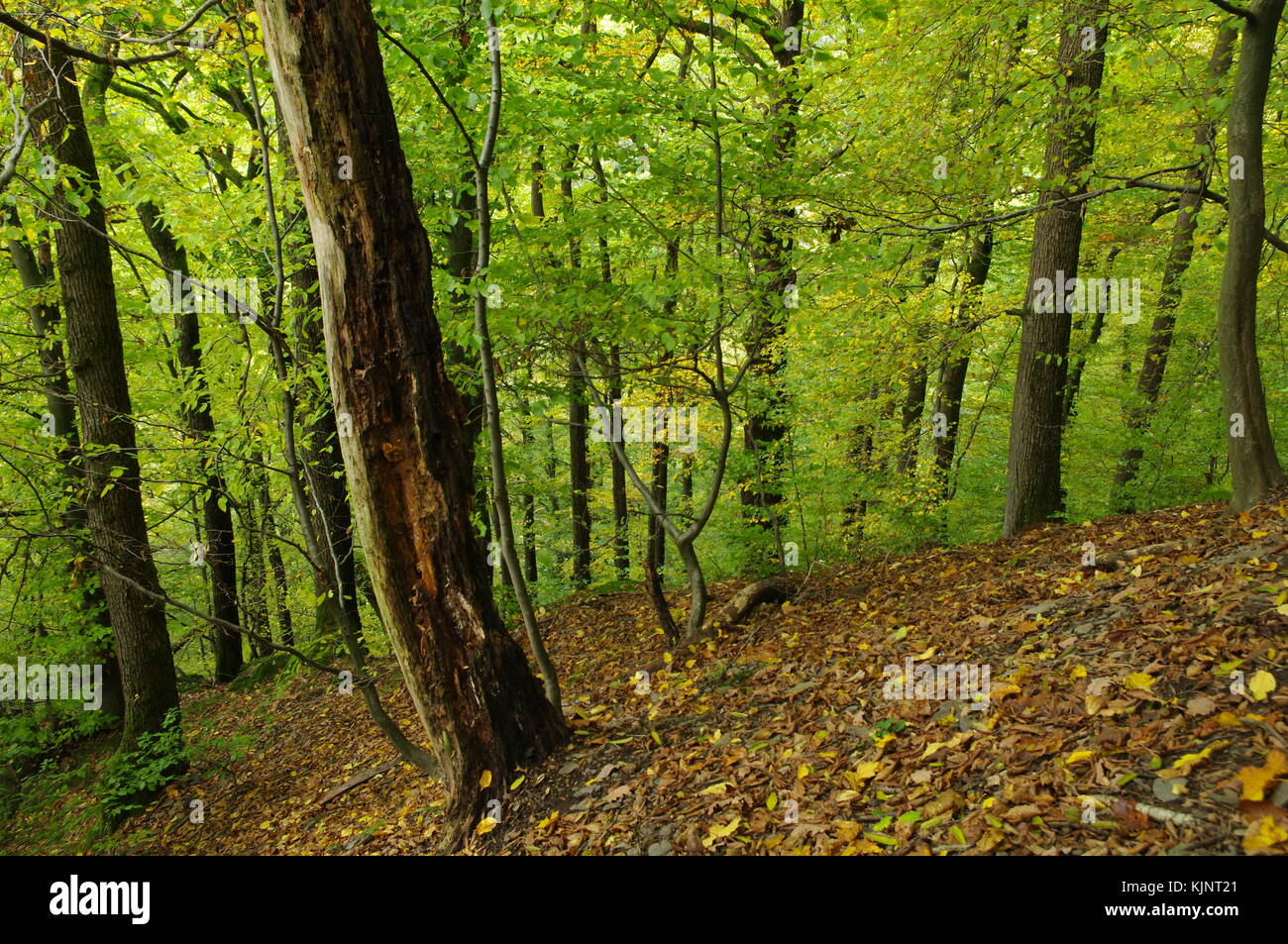 Natural Forest out of Beech Trees Stock Photo - Alamy