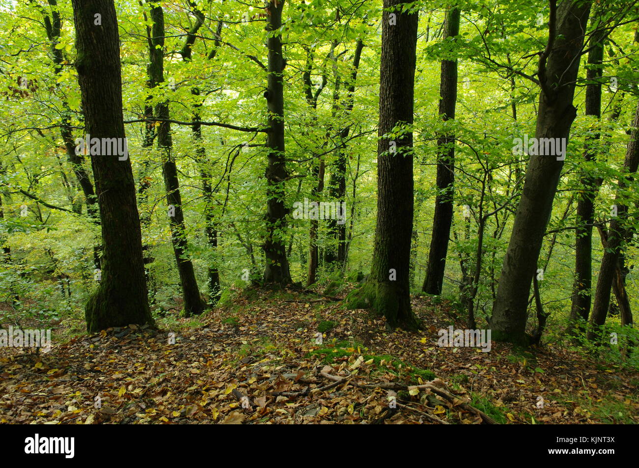 Natural Forest out of Beech Trees Stock Photo - Alamy