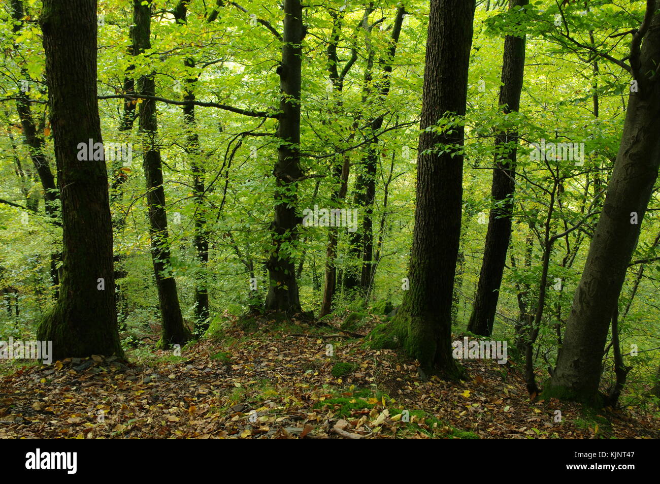 Natural Forest out of Beech Trees Stock Photo - Alamy
