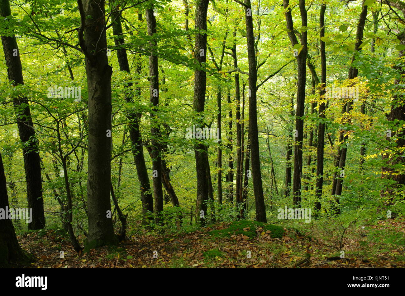 Nature Forest In The Mountains Stock Photo - Alamy