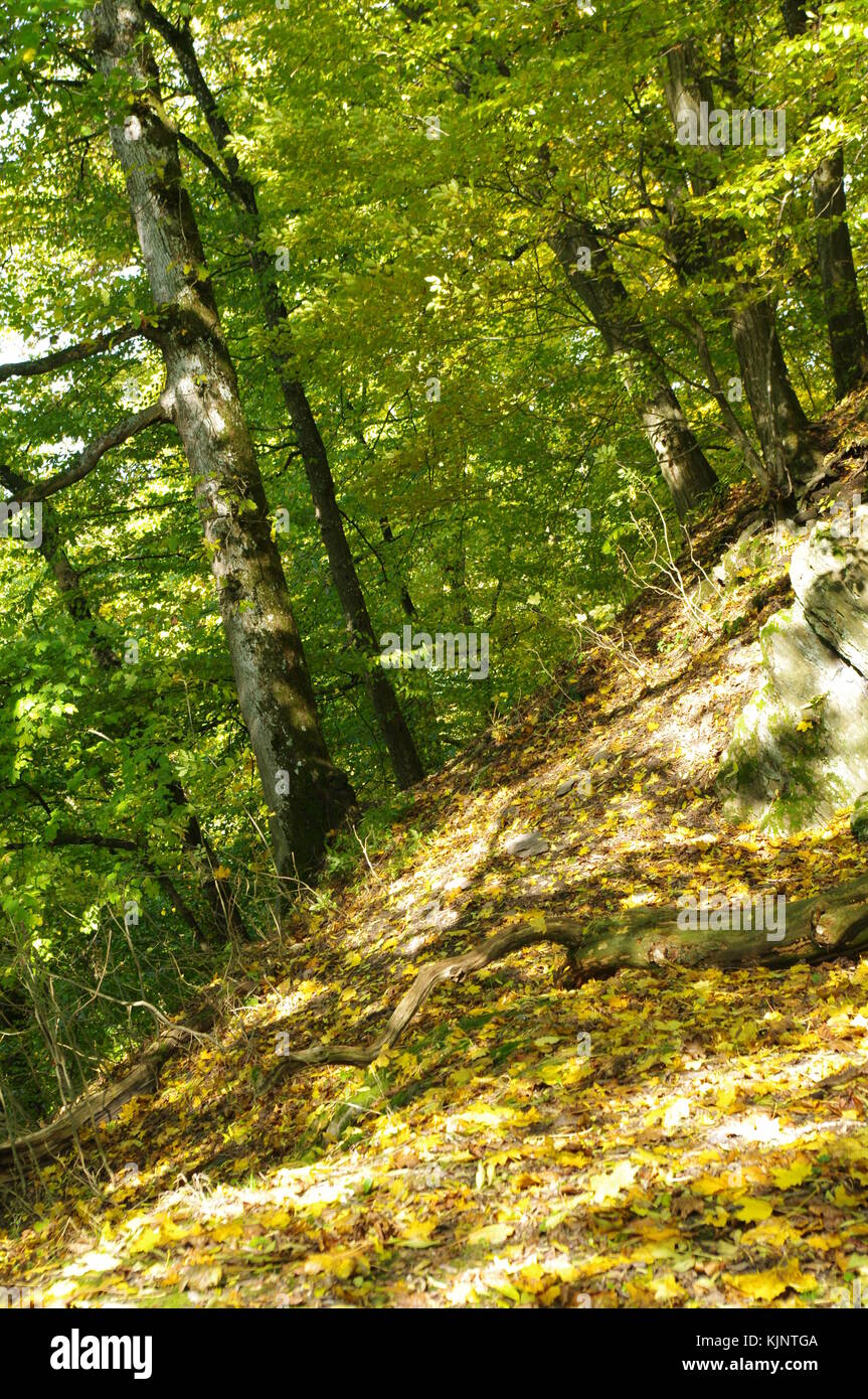 Nature Forest In The Mountains Stock Photo - Alamy