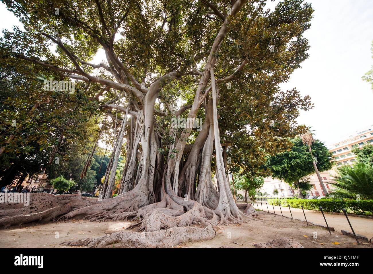 A very giant tree, Ficus Macrophylla, at Botanical Garden in Palermo ...