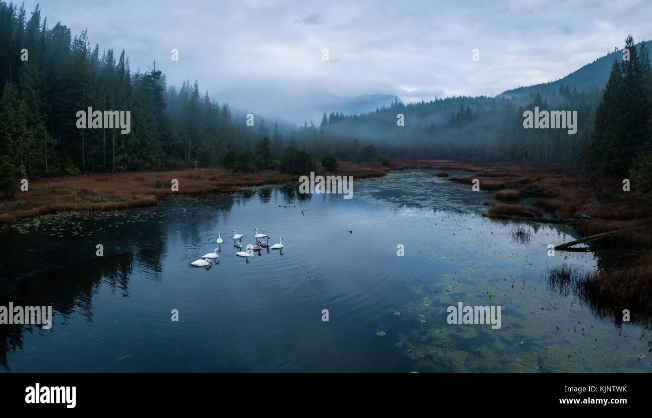 Beautiful and vibrant aerial panoramic view of a swampy lake with a ...