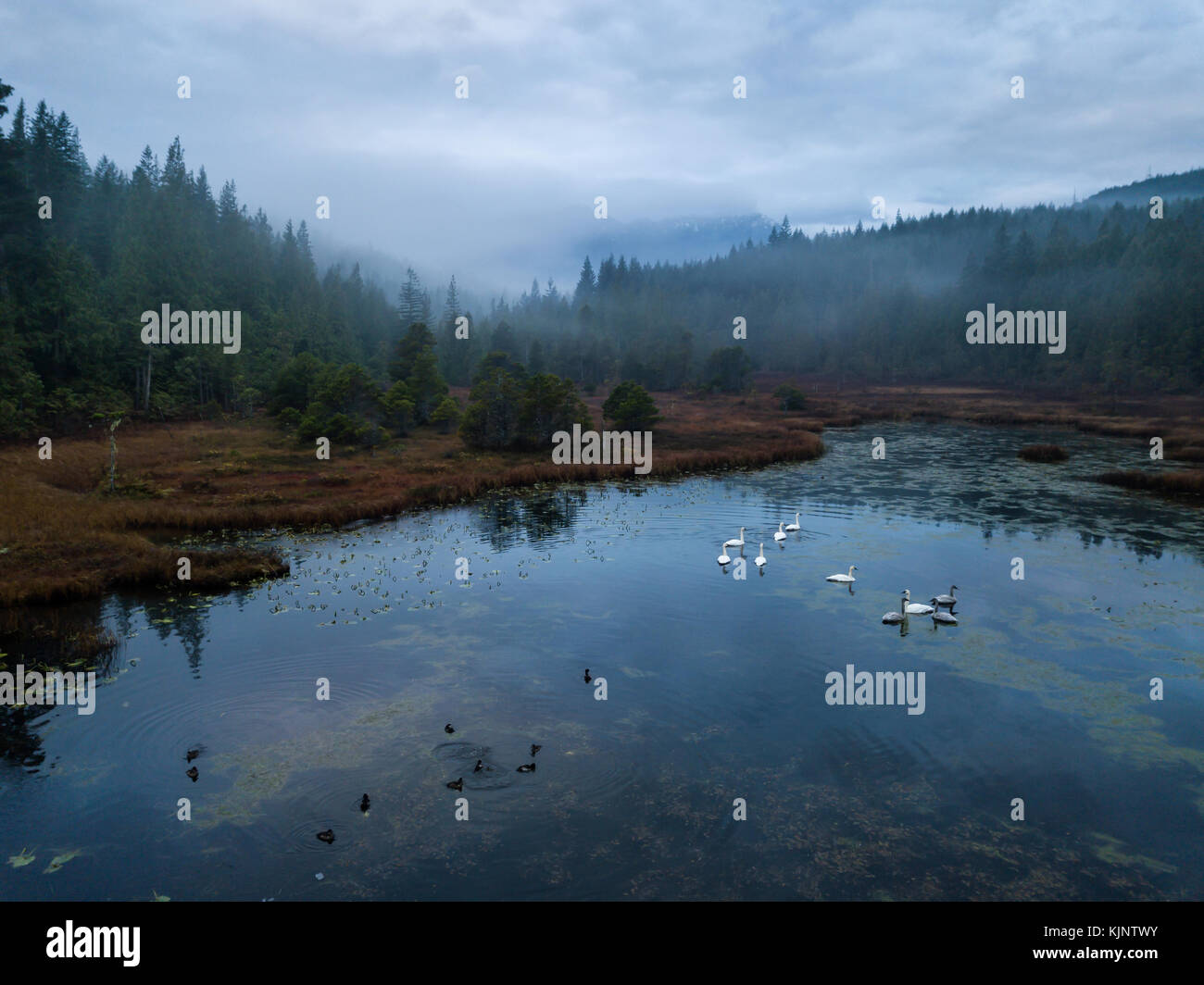 Vancouver island swan hi-res stock photography and images - Alamy