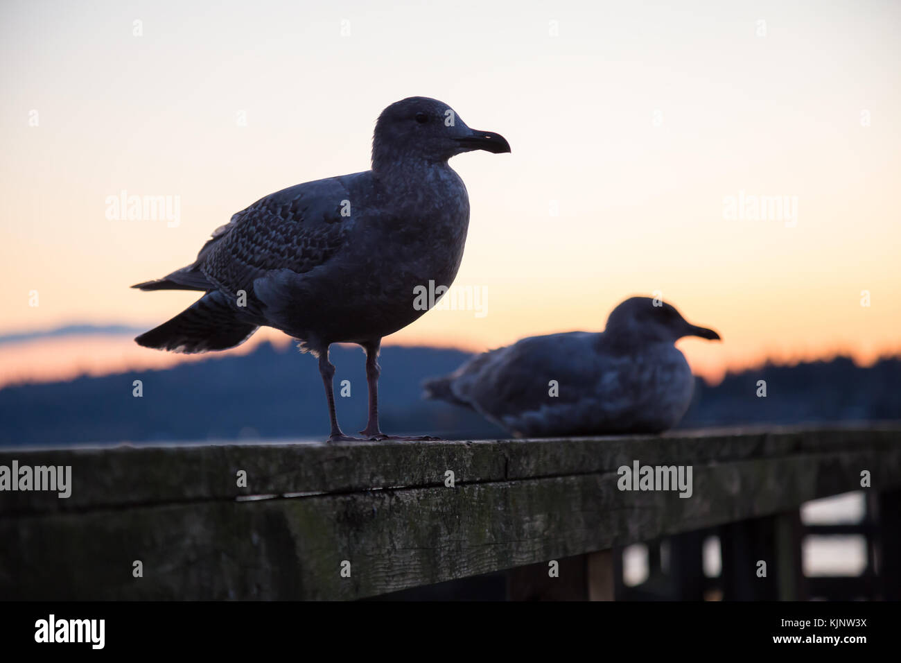 Seagull at a quay during a vibrant sunset. Taken in Belcarra, Vancouver ...
