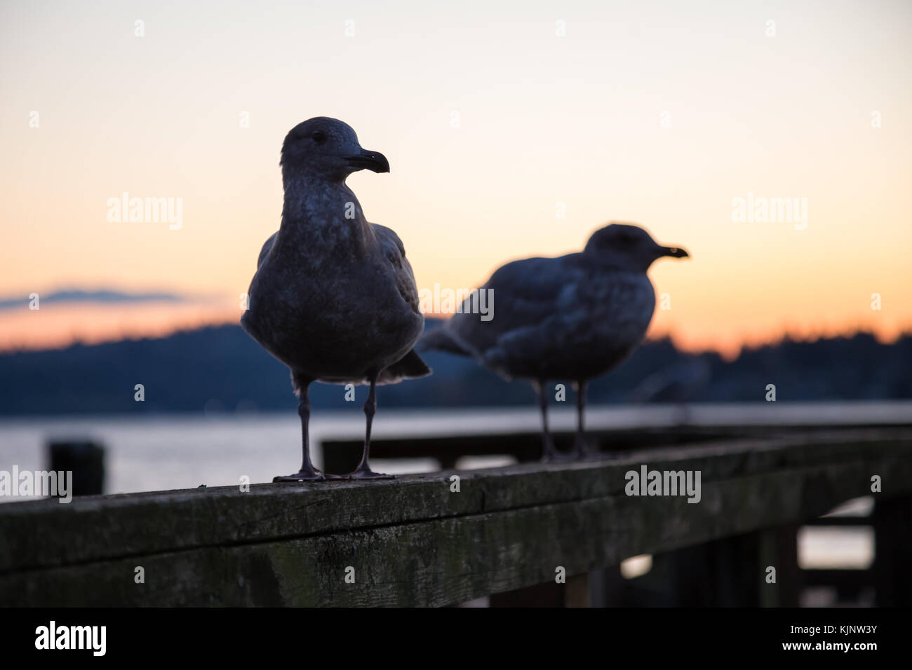 Seagull at a quay during a vibrant sunset. Taken in Belcarra, Vancouver ...
