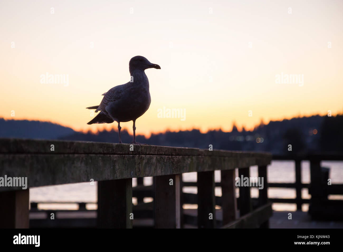 Seagull at a quay during a vibrant sunset. Taken in Belcarra, Vancouver ...