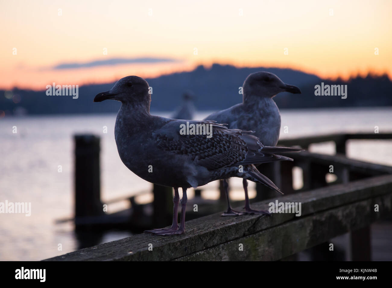 Seagull at a quay during a vibrant sunset. Taken in Belcarra, Vancouver ...