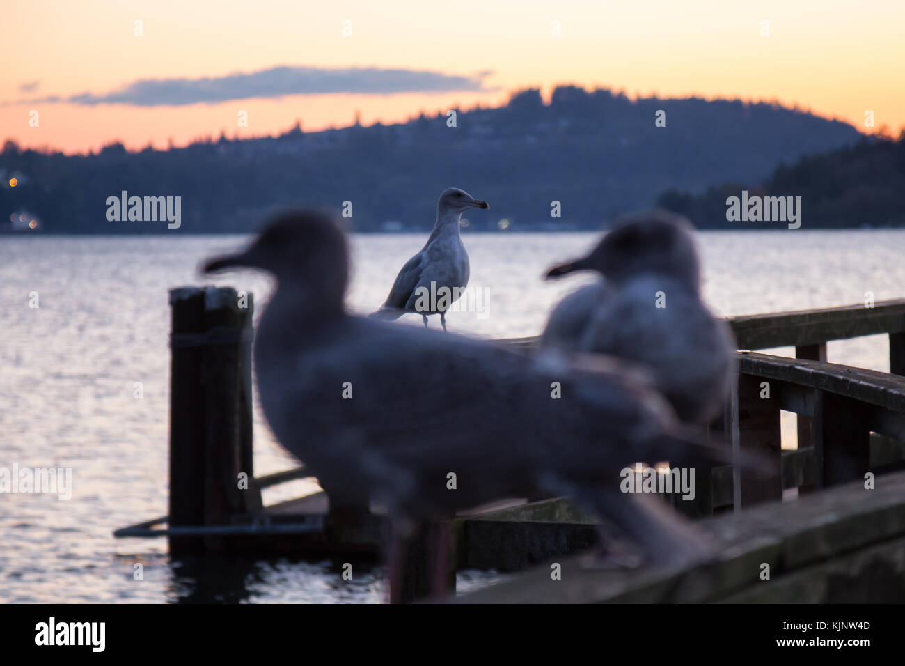 Seagull at a quay during a vibrant sunset. Taken in Belcarra, Vancouver ...