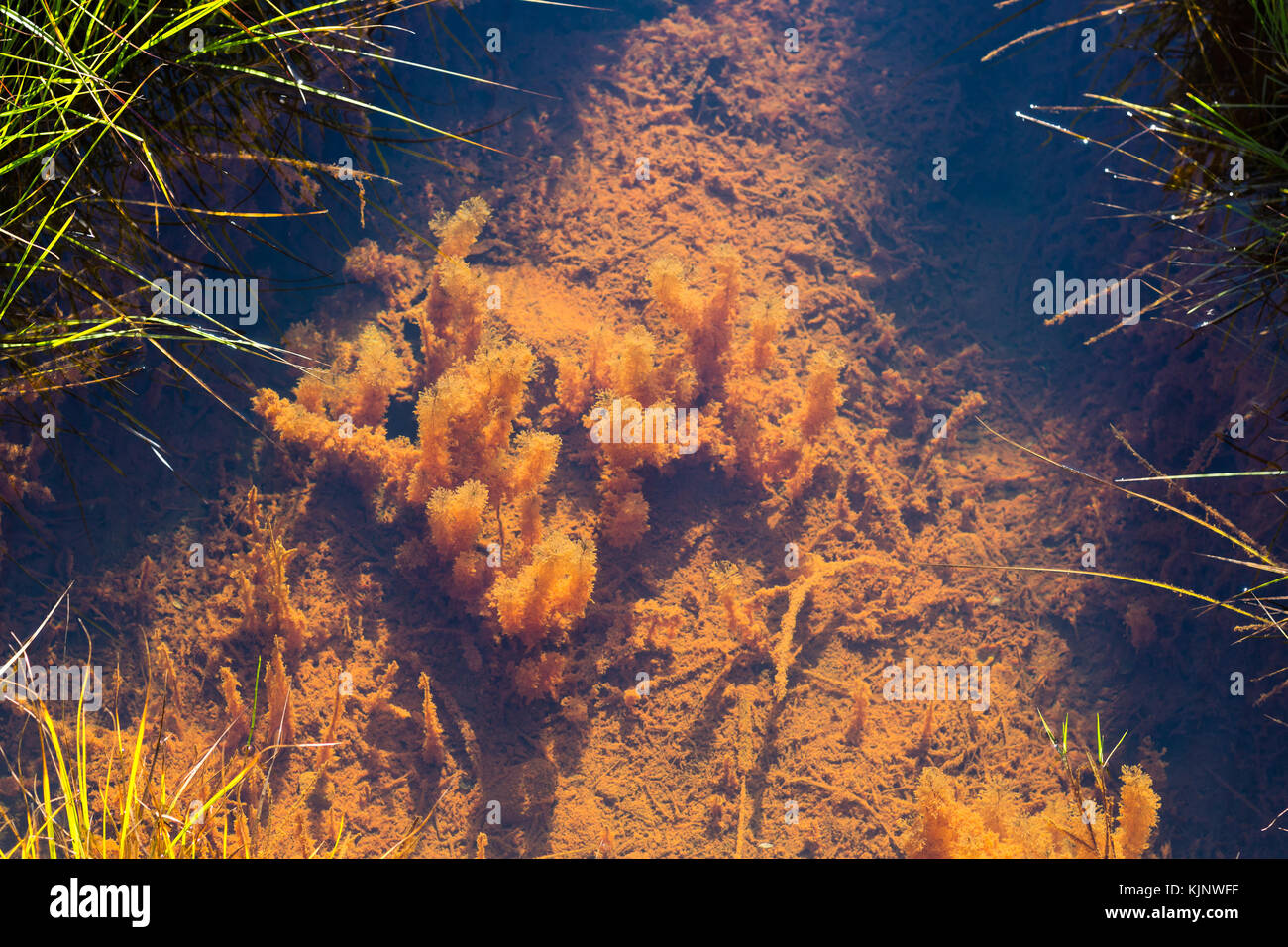 Thingvellir national park silfra rift hi-res stock photography and ...