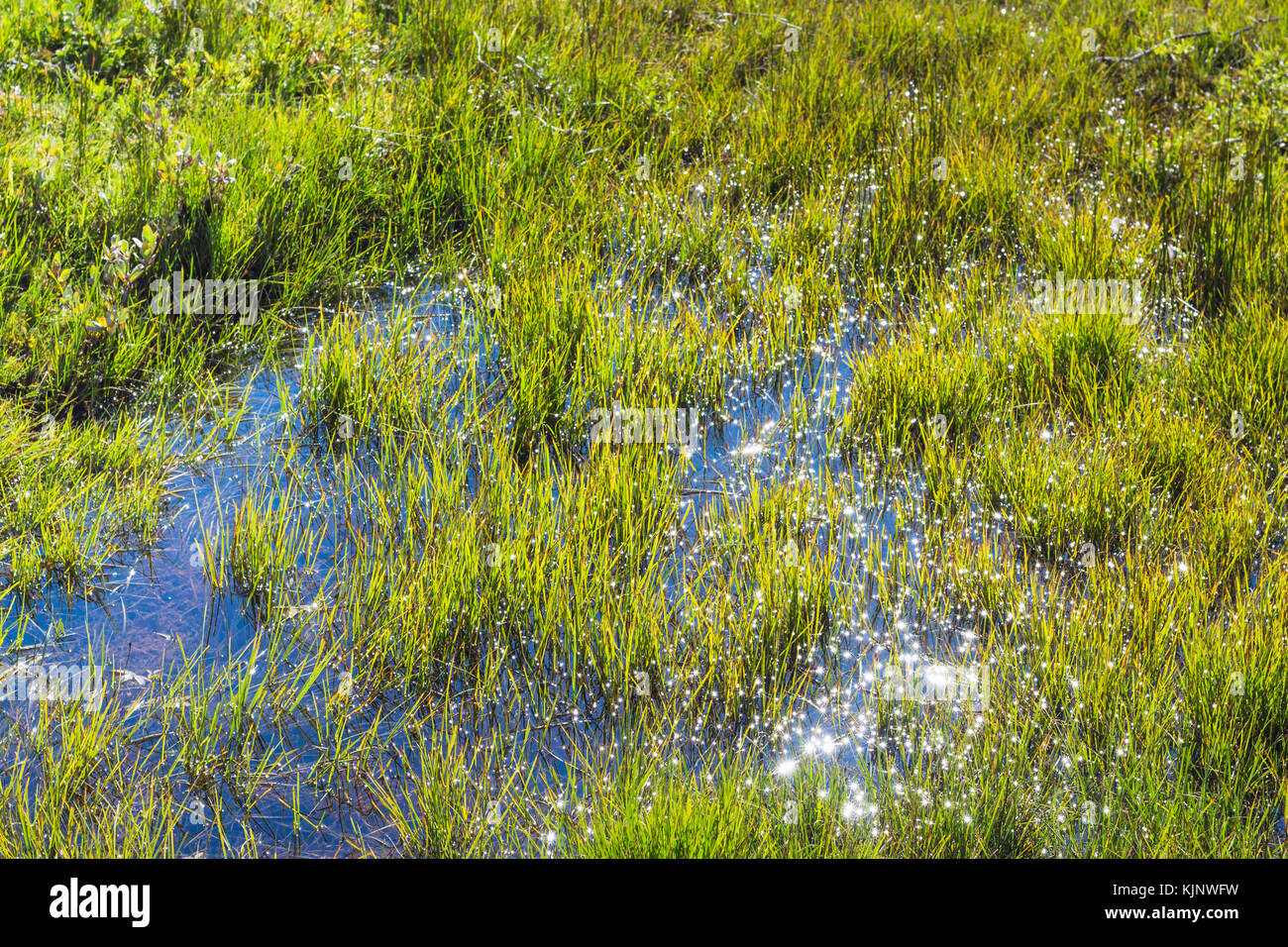 Swamp meadow hi-res stock photography and images - Alamy