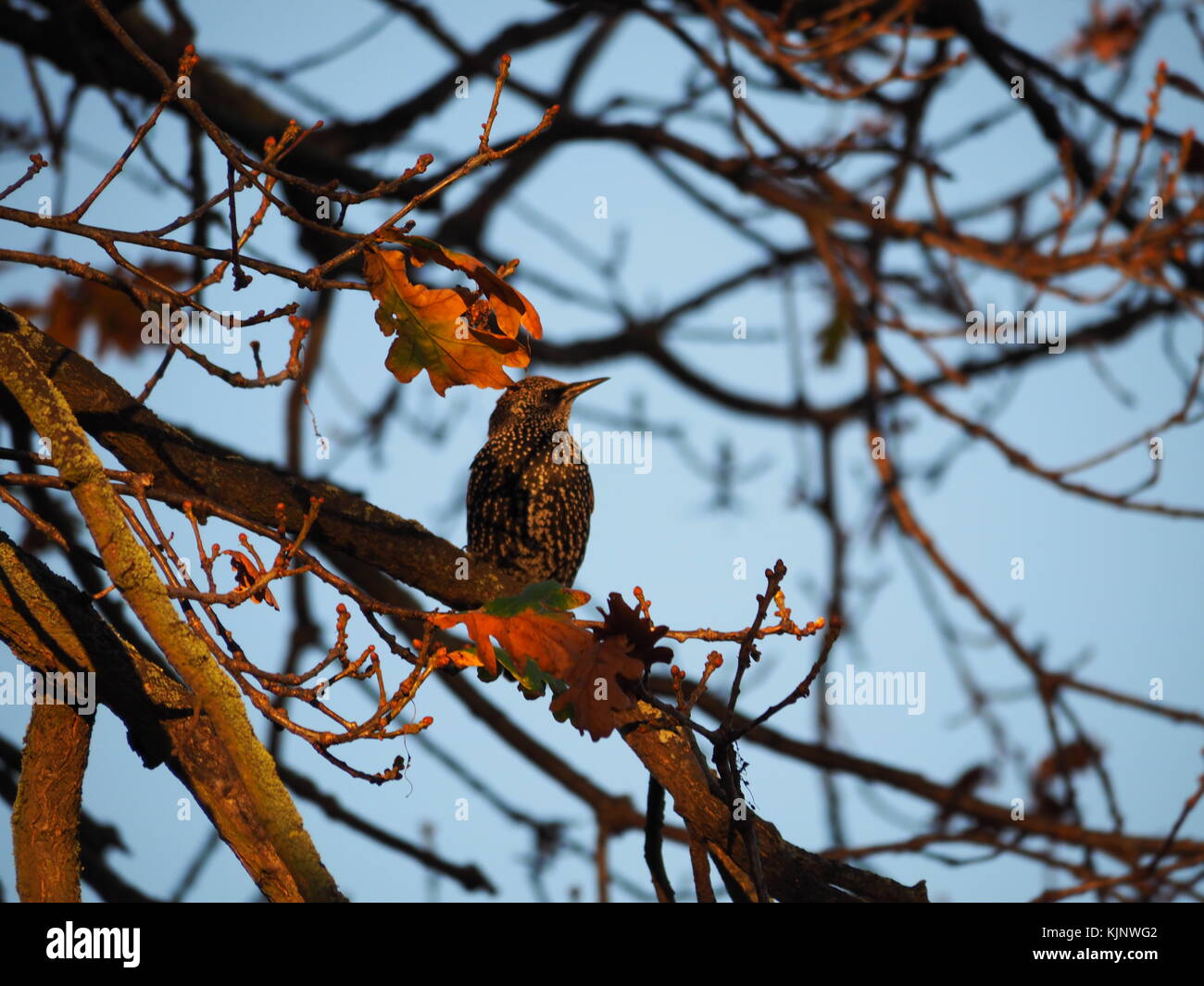 Staring in oak tree in winter Stock Photo - Alamy