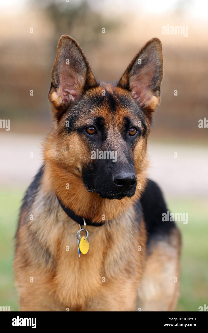 Head portrait dog hi-res stock photography and images - Alamy