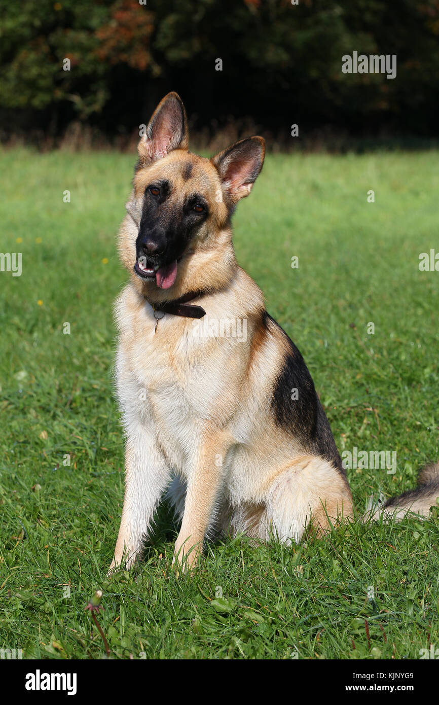Schäferhund hi-res stock photography and images - Alamy