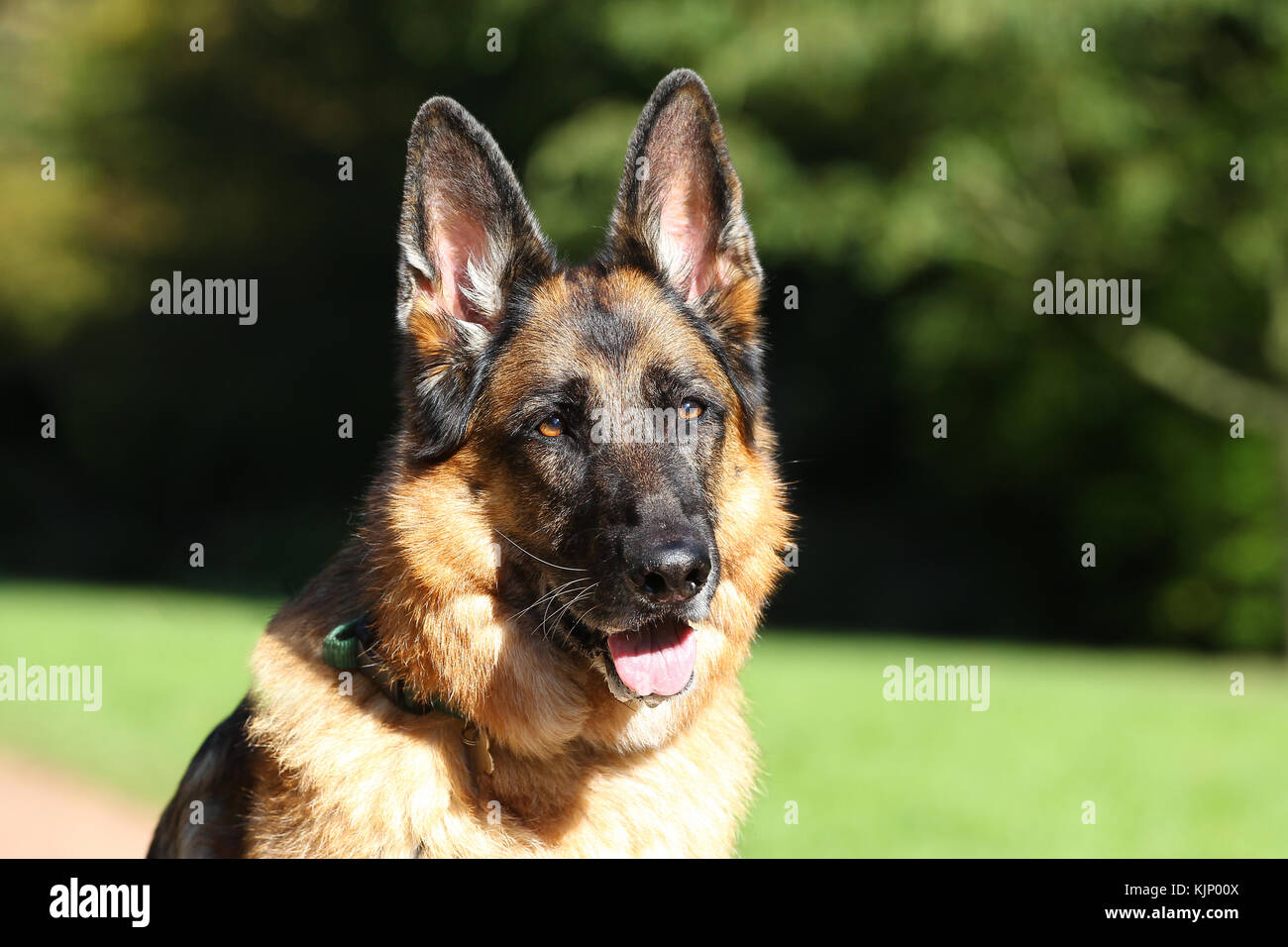 German shepherd close up hi-res stock photography and images - Alamy