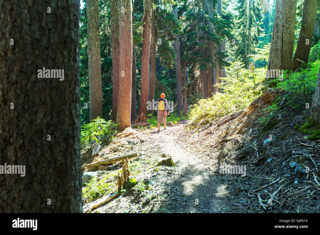 Hiking man in the forest Stock Photo - Alamy