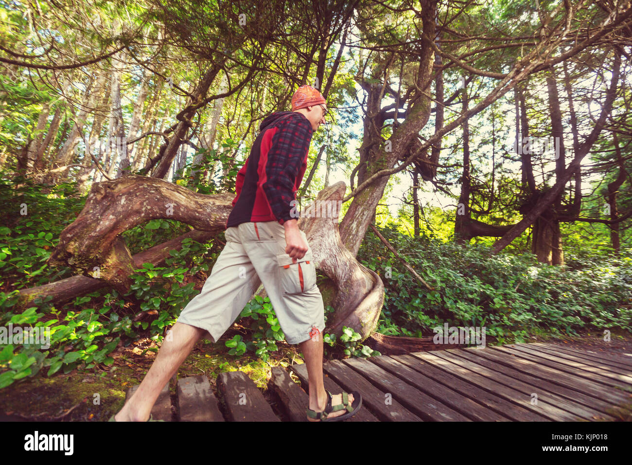 Hiking man in the forest Stock Photo - Alamy