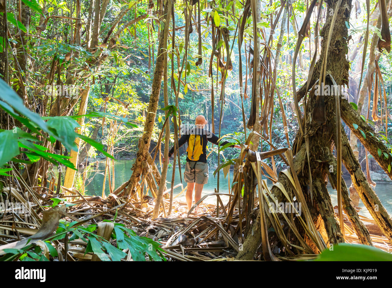 Hike in jungle Stock Photo - Alamy