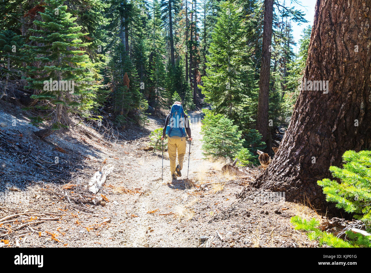 Hiking man in the forest Stock Photo - Alamy