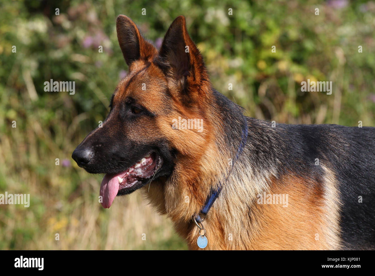 German shepherd dog head hi-res stock photography and images - Alamy