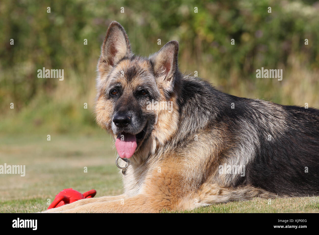 Senior shepherd hi-res stock photography and images - Alamy