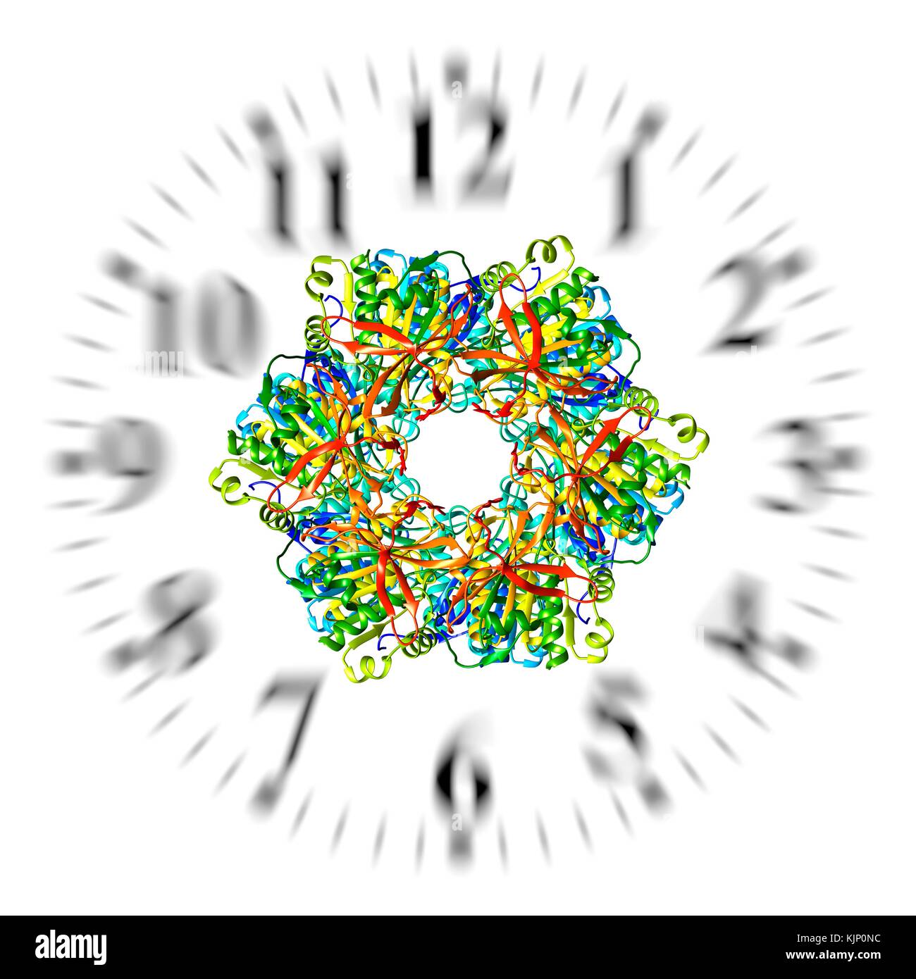 Circadian rhythm clock hi-res stock photography and images - Alamy