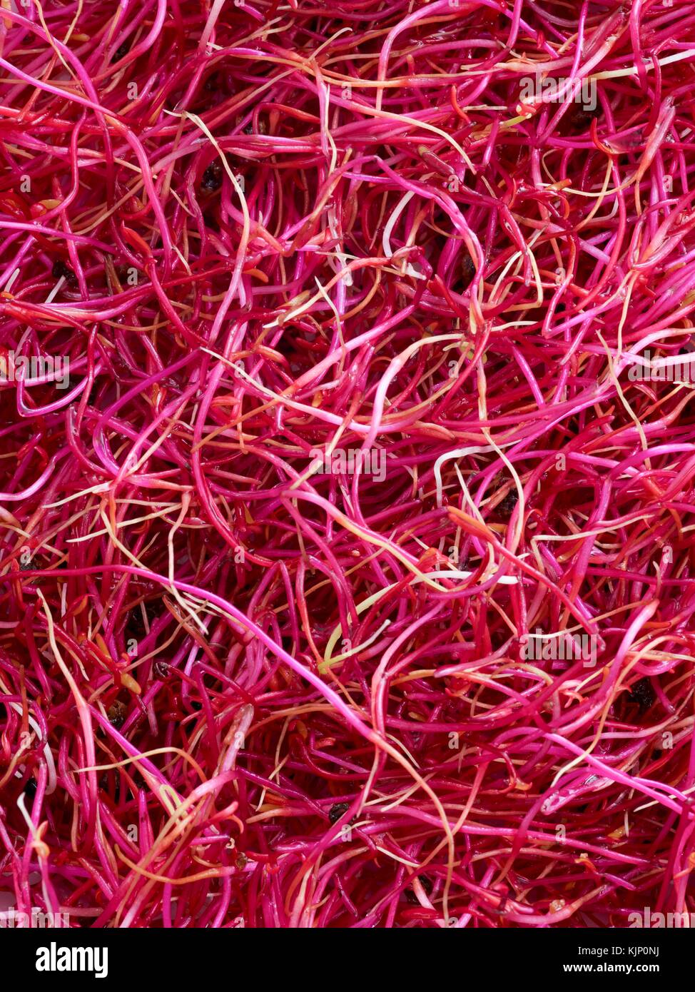 Sprouting beetroots, full frame Stock Photo - Alamy