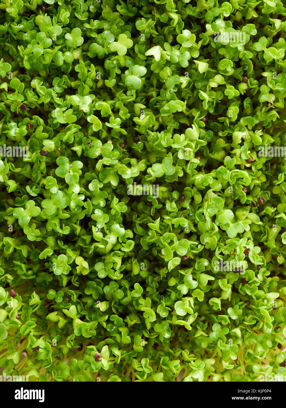 Sprouting broccoli, full frame Stock Photo - Alamy