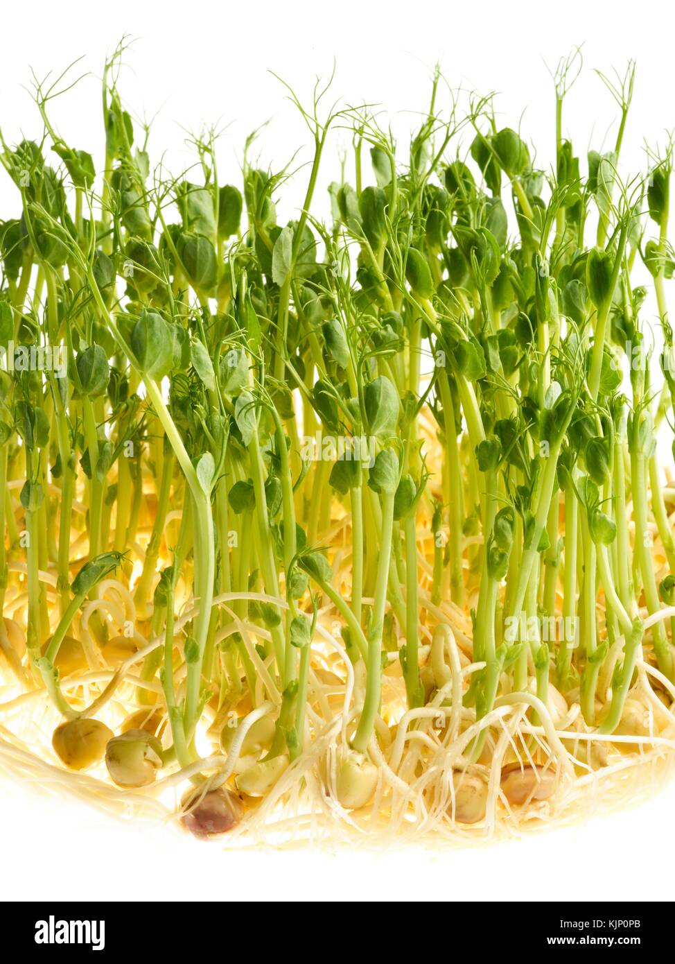 Sprouting peas against a white background Stock Photo - Alamy