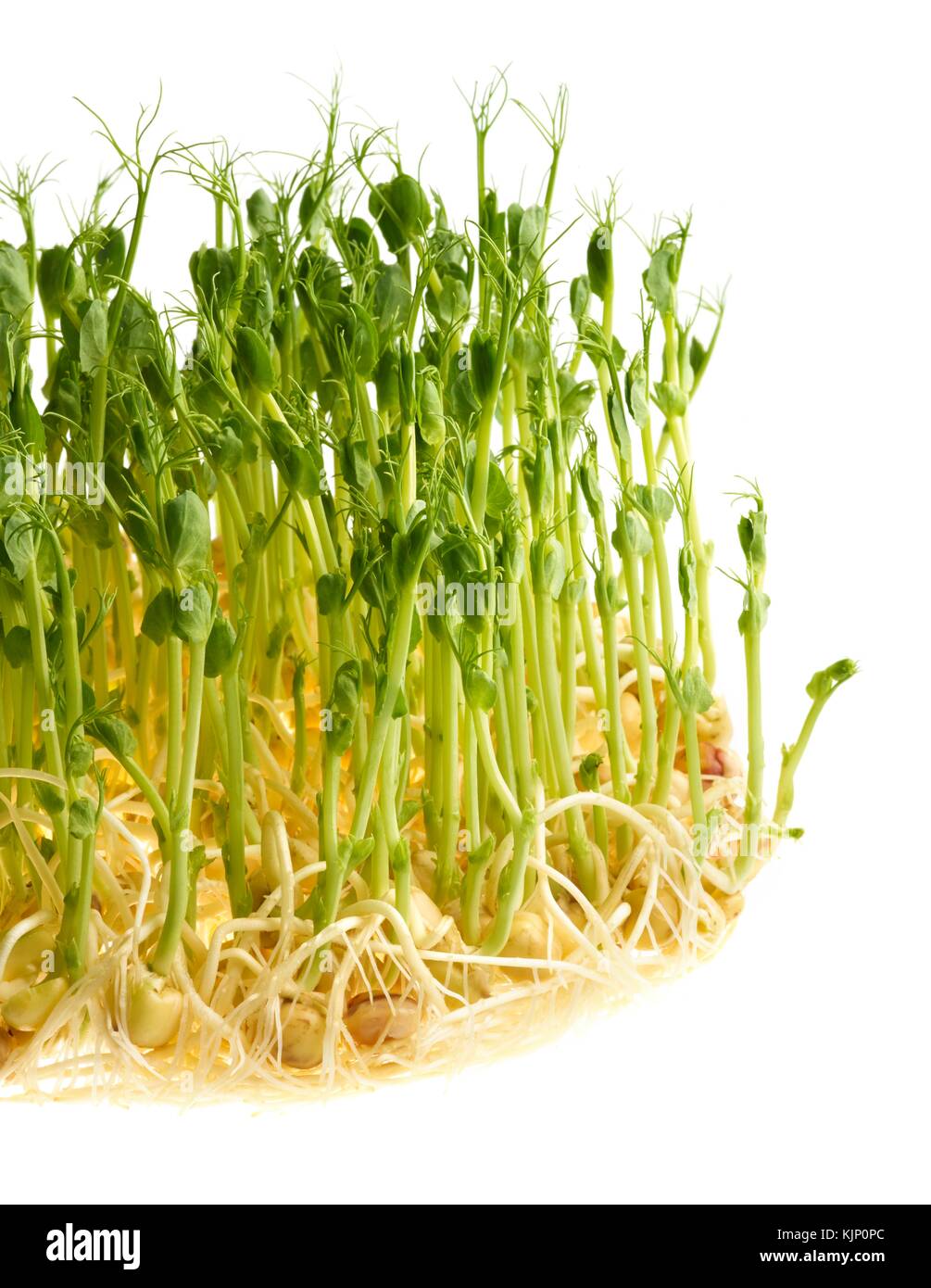 Sprouting peas against a white background Stock Photo - Alamy