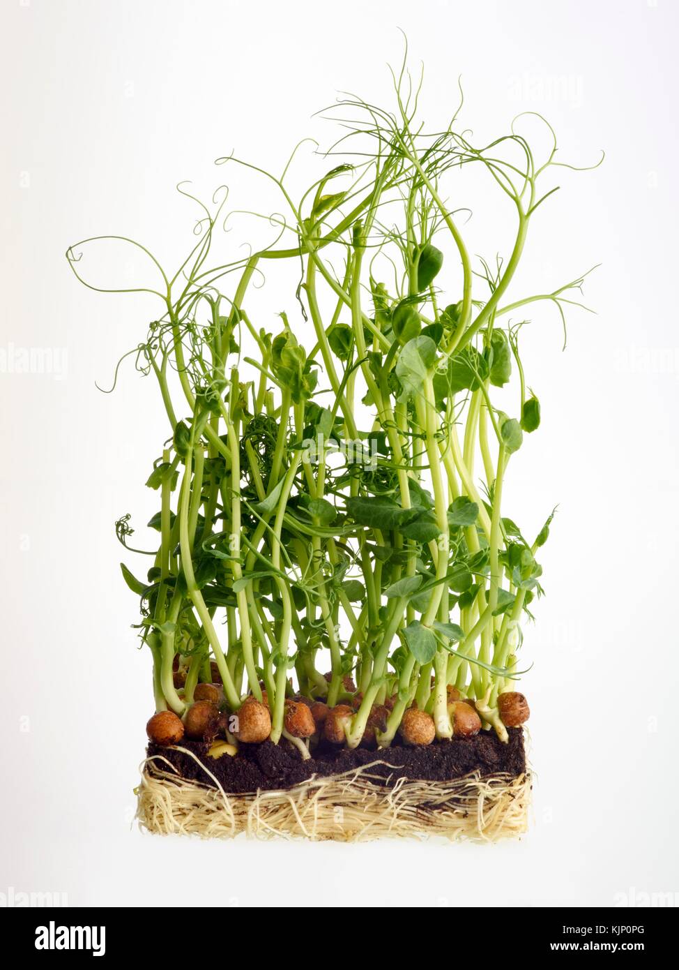 Pea plant hi-res stock photography and images - Alamy